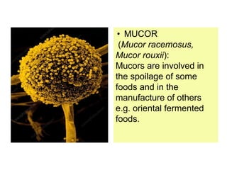 Food microbiology | PDF