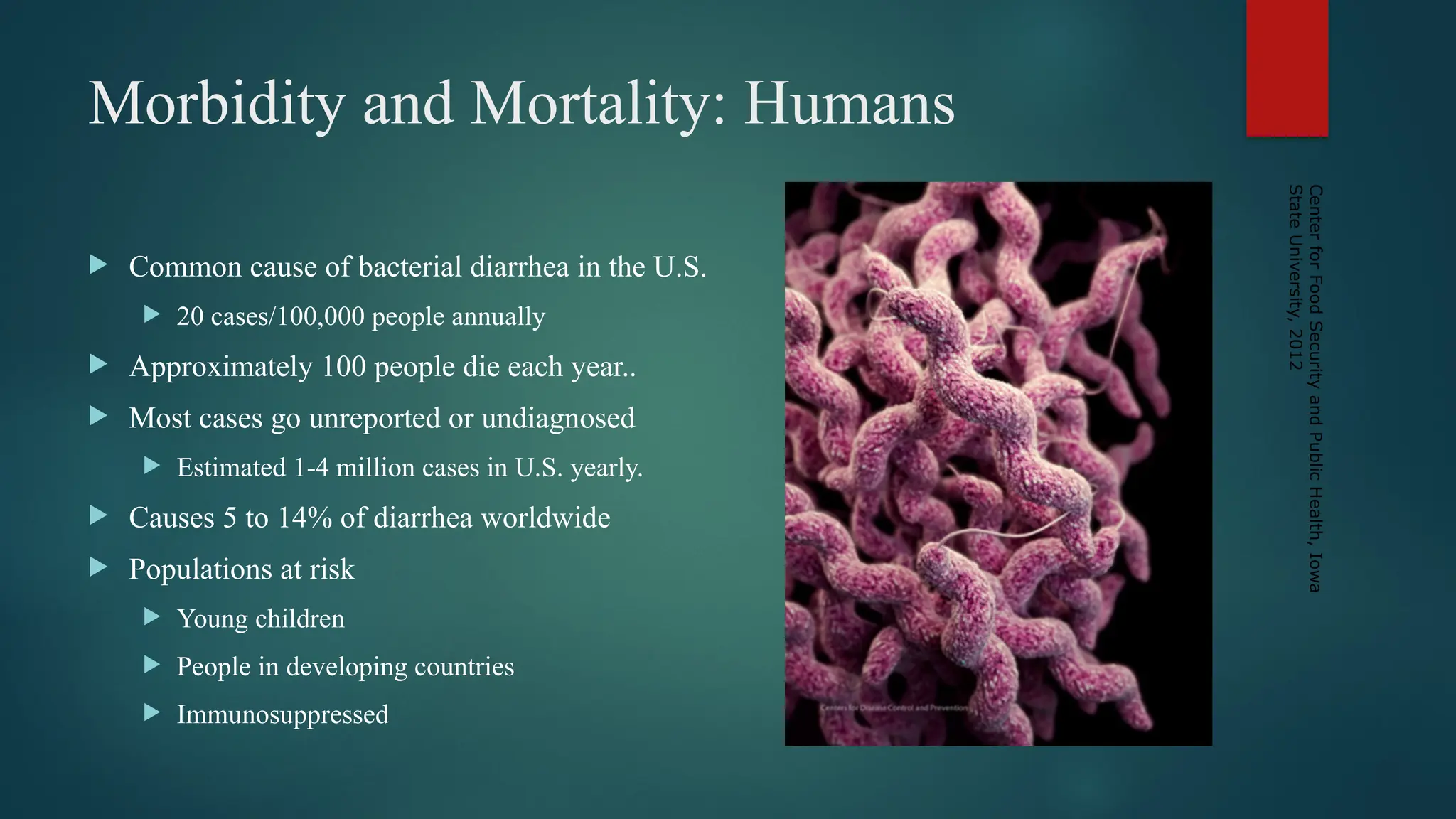 Food Microbiology lect on Campylobacter | PPTX