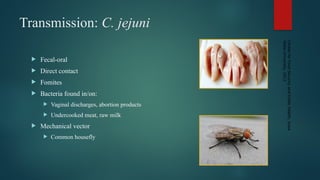 Food Microbiology lect on Campylobacter | PPTX