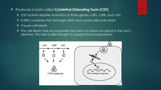 Food Microbiology lect on Campylobacter | PPTX