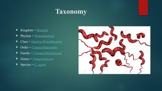 Food Microbiology lect on Campylobacter | PPTX