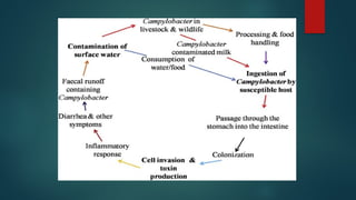 Food Microbiology lect on Campylobacter | PPTX