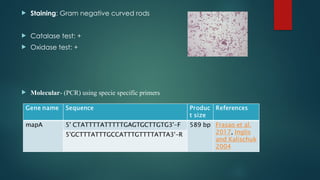 Food Microbiology lect on Campylobacter | PPTX