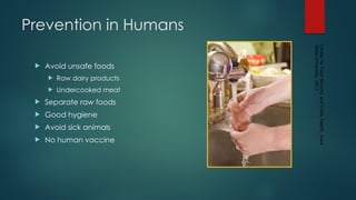 Food Microbiology lect on Campylobacter | PPTX