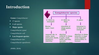Food Microbiology lect on Campylobacter | PPTX