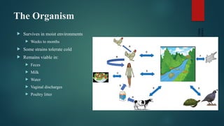 Food Microbiology lect on Campylobacter | PPTX