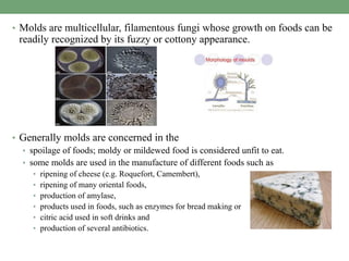 Food microbiology - mold: morphological, cultural, physiological ...