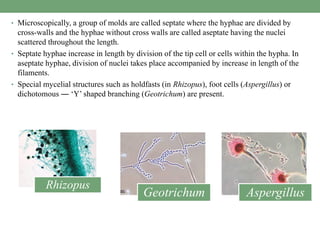 Food microbiology - mold: morphological, cultural, physiological ...