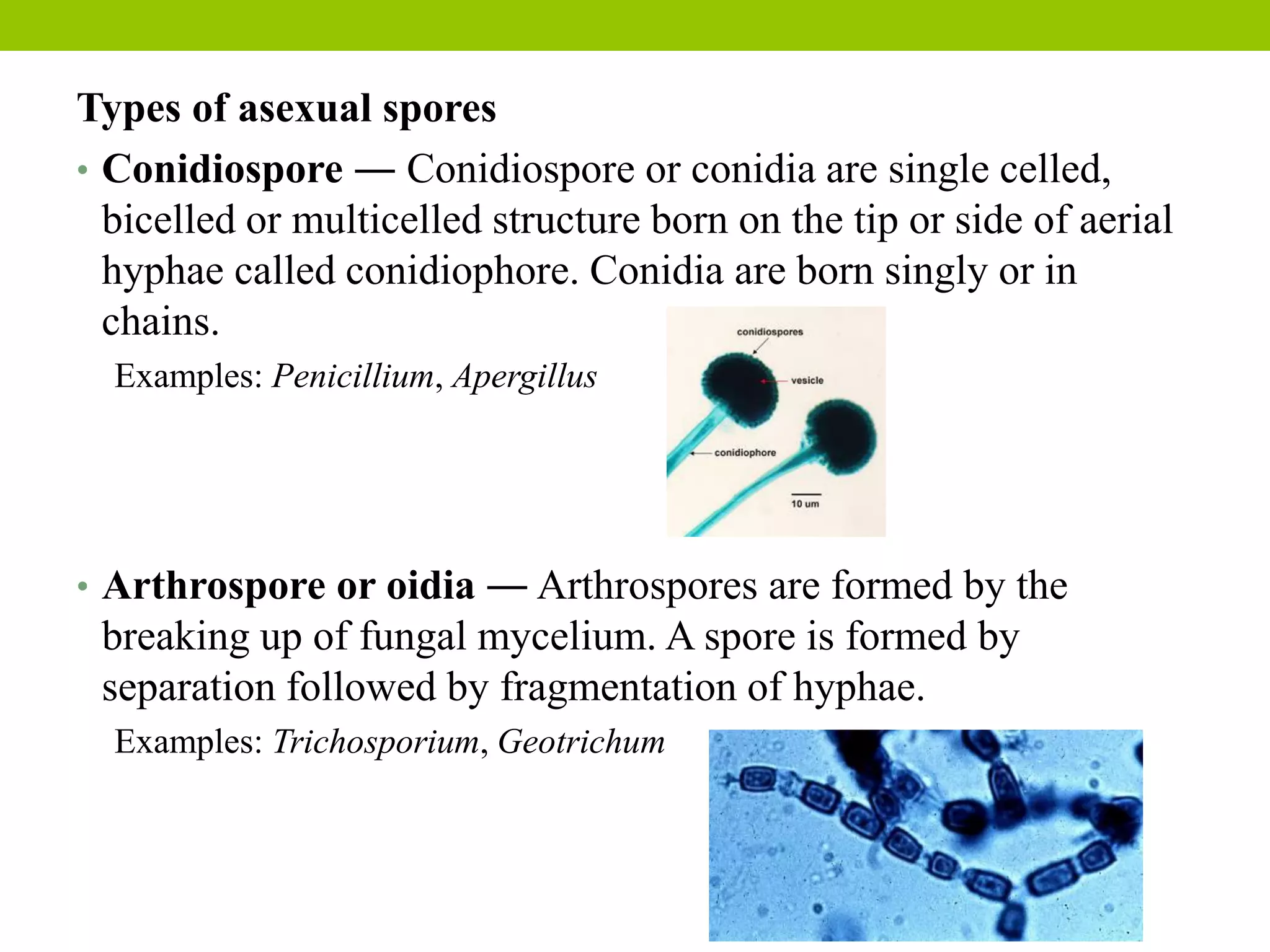 Food microbiology- mold reproduction-spores | PDF
