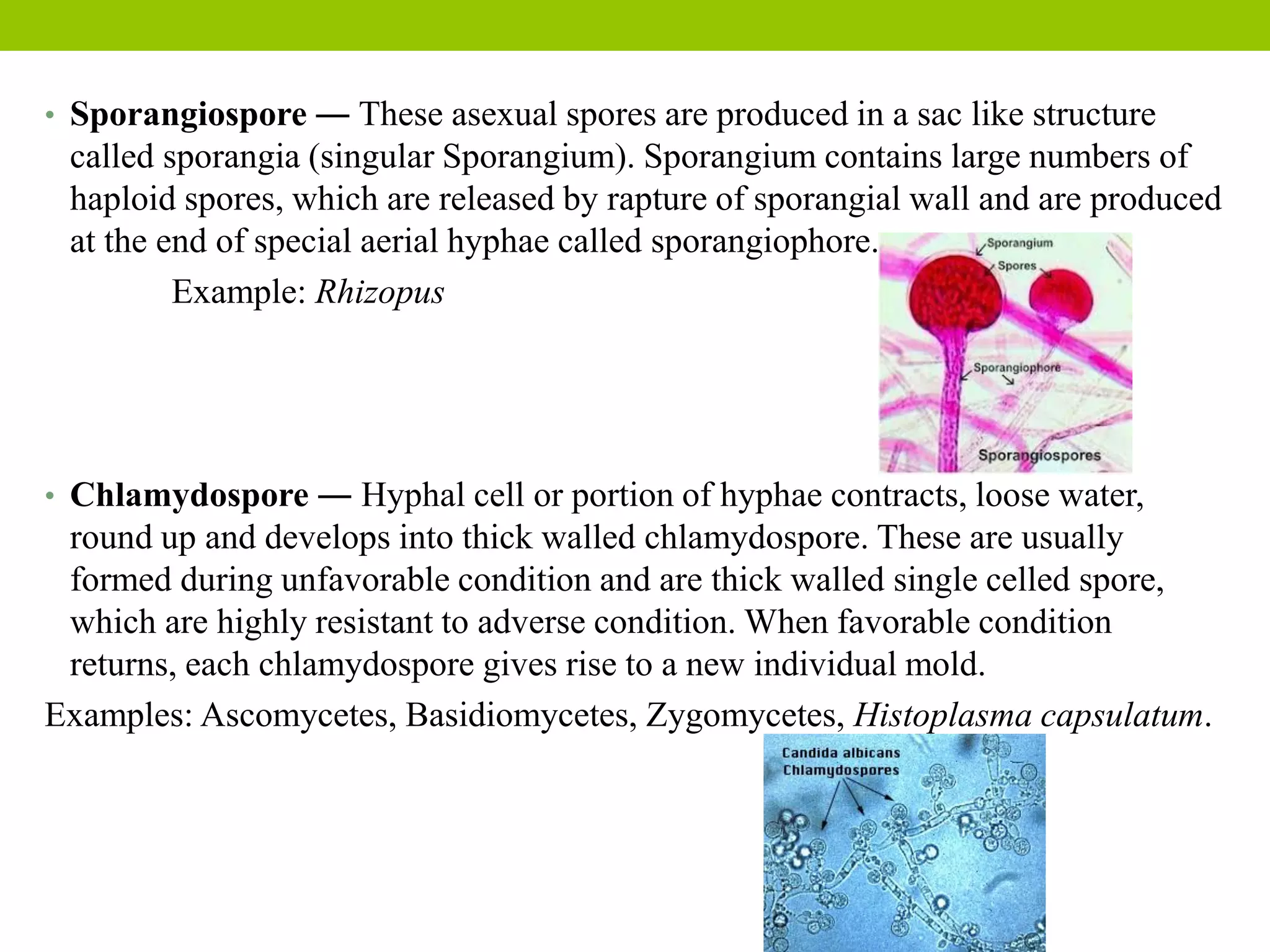 Food microbiology- mold reproduction-spores | PDF