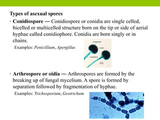 Food microbiology- mold reproduction-spores | PDF