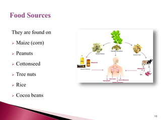 Food Mutagens (Exploring Food Mutagens: Understanding Their Impact on ...