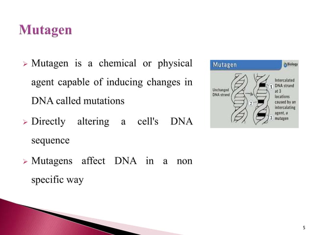 Food Mutagens (Exploring Food Mutagens: Understanding Their Impact on Health and Safety) | PPTX