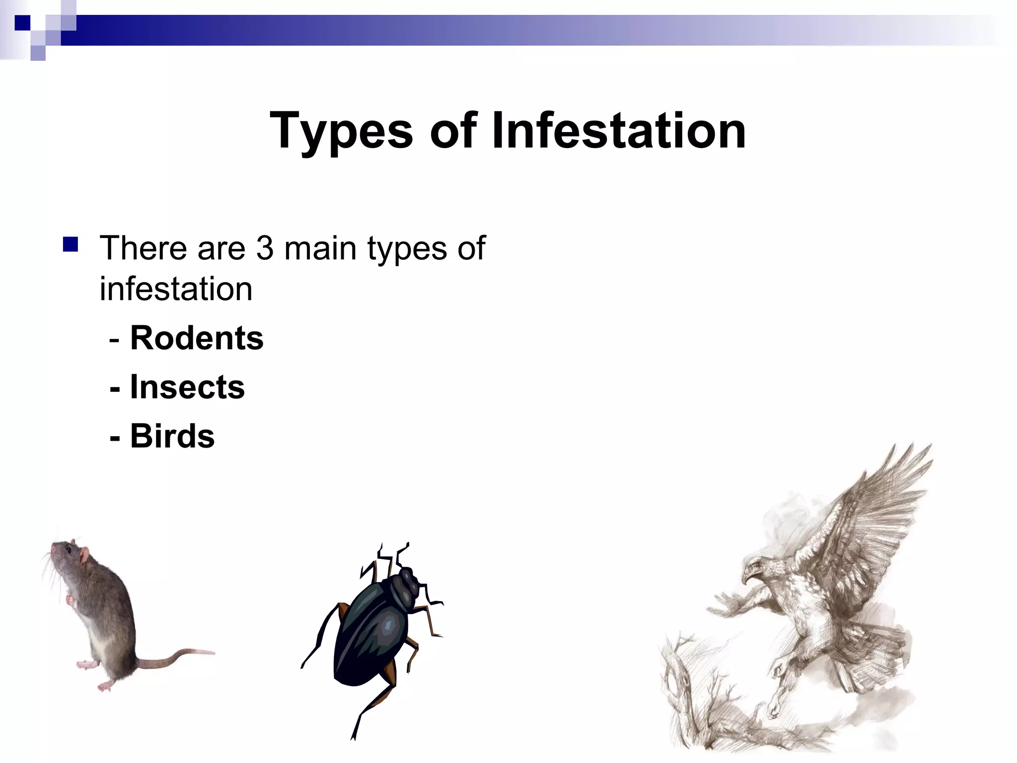 Common Food Pests and Their Control | PPT