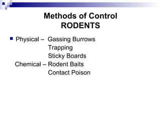 Common Food Pests and Their Control | PPT