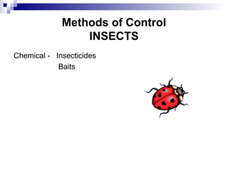 Common Food Pests and Their Control | PPT