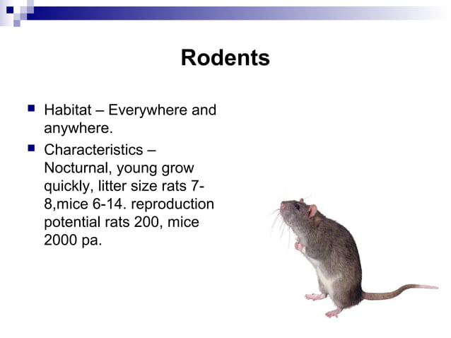 Common Food Pests and Their Control | PPT | Infectious Diseases ...