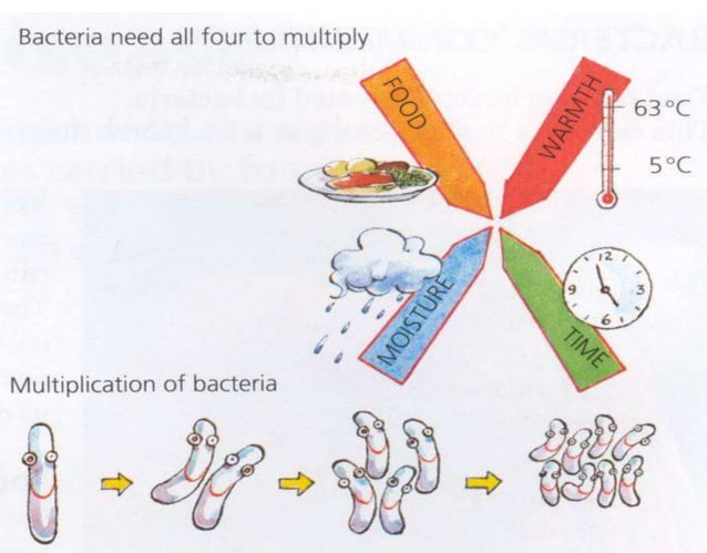 food poisoning, The Main Food Poisoning Bacteria | PPT