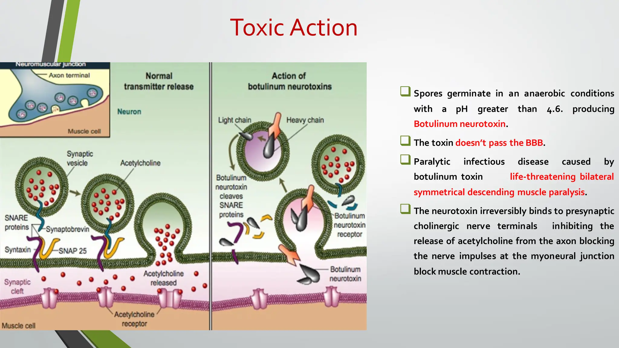 Food poisoning Botulism (1).pdf and pptx | PDF