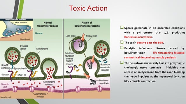 Food poisoning Botulism (1).pdf and pptx | PDF