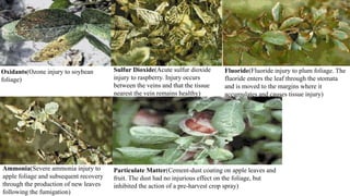 smog effect on plant | PPT