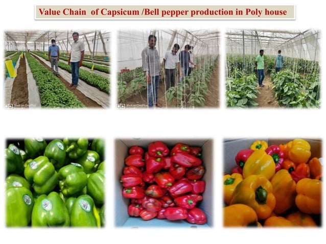 Food processing plant layout design1