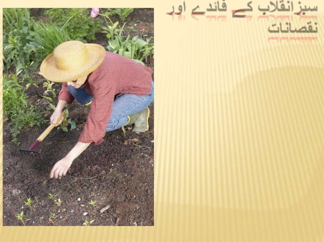 Food production by Nigahe Anjum | PPT