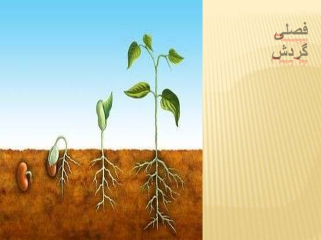 Food production by Nigahe Anjum | PPT