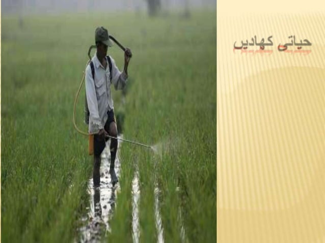 Food production by Nigahe Anjum | PPT