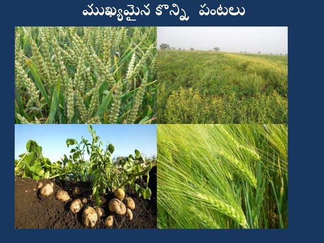 Food production from plants telugu- Part1 | PPTX