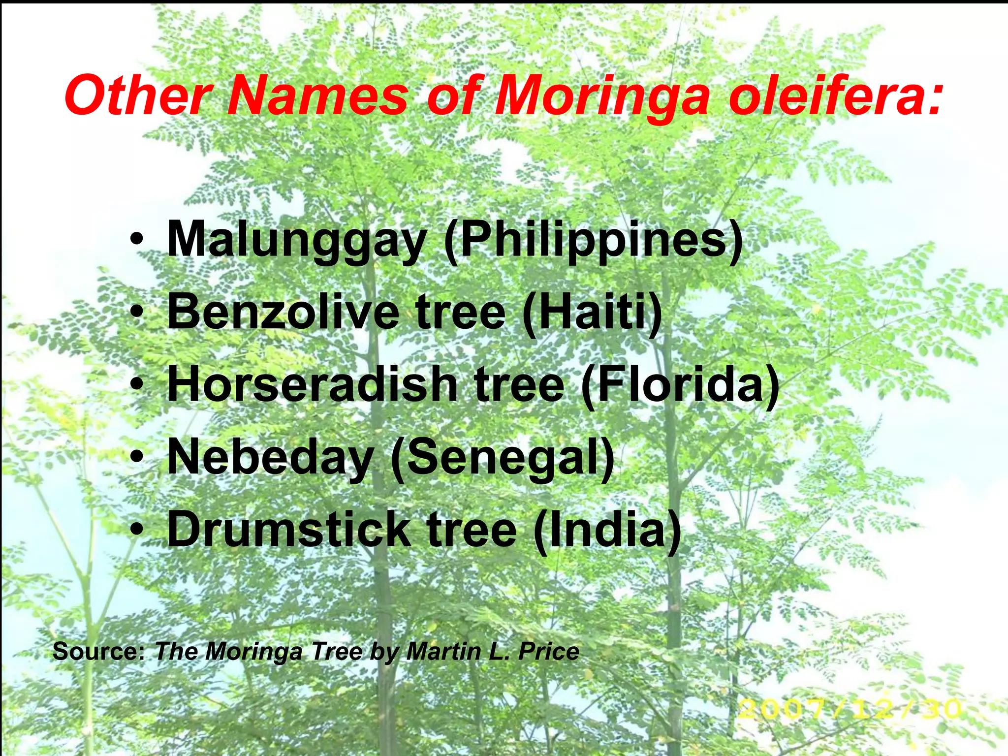 Developing Products from Moringa | PDF
