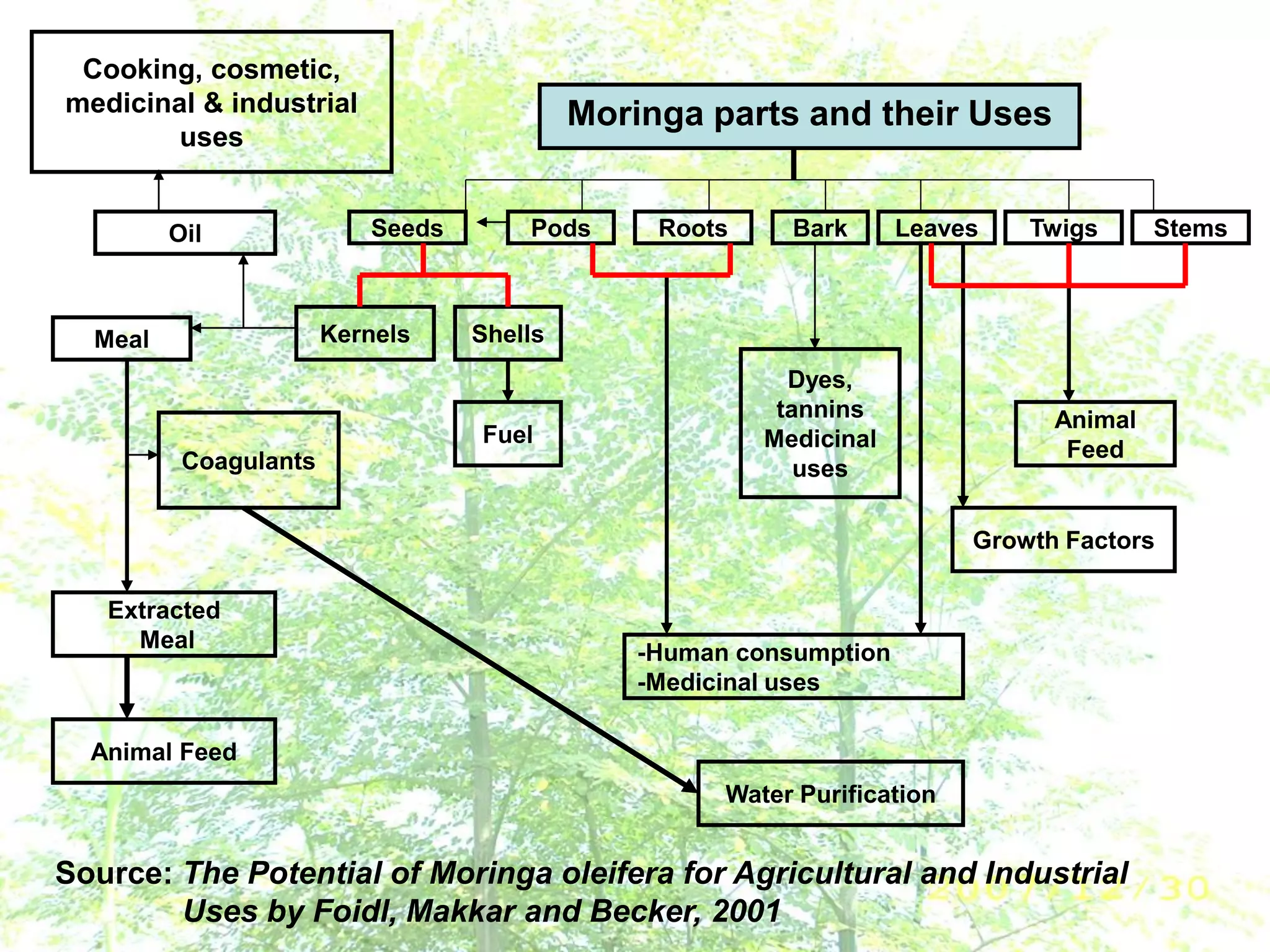 Developing Products from Moringa | PDF