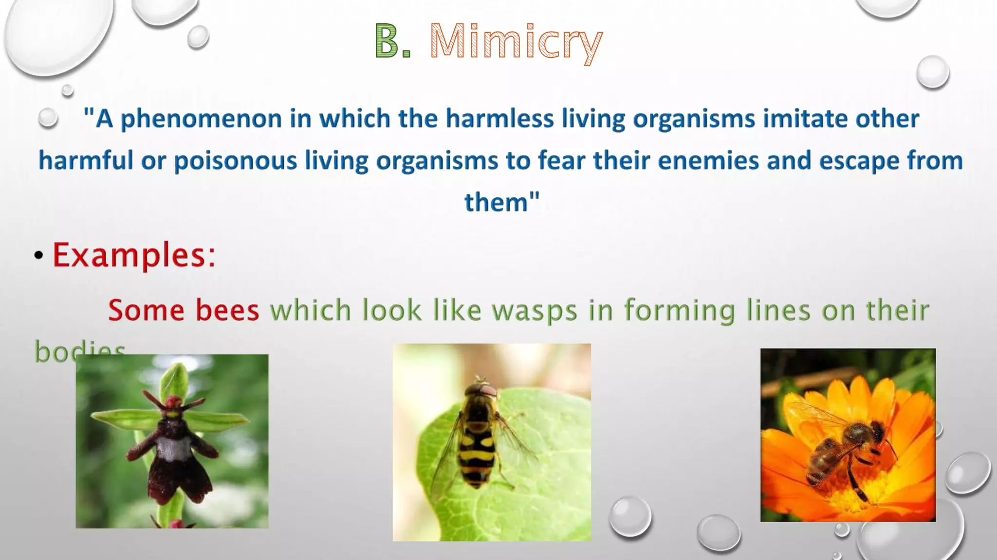 Food relationships among living organisms | PPT