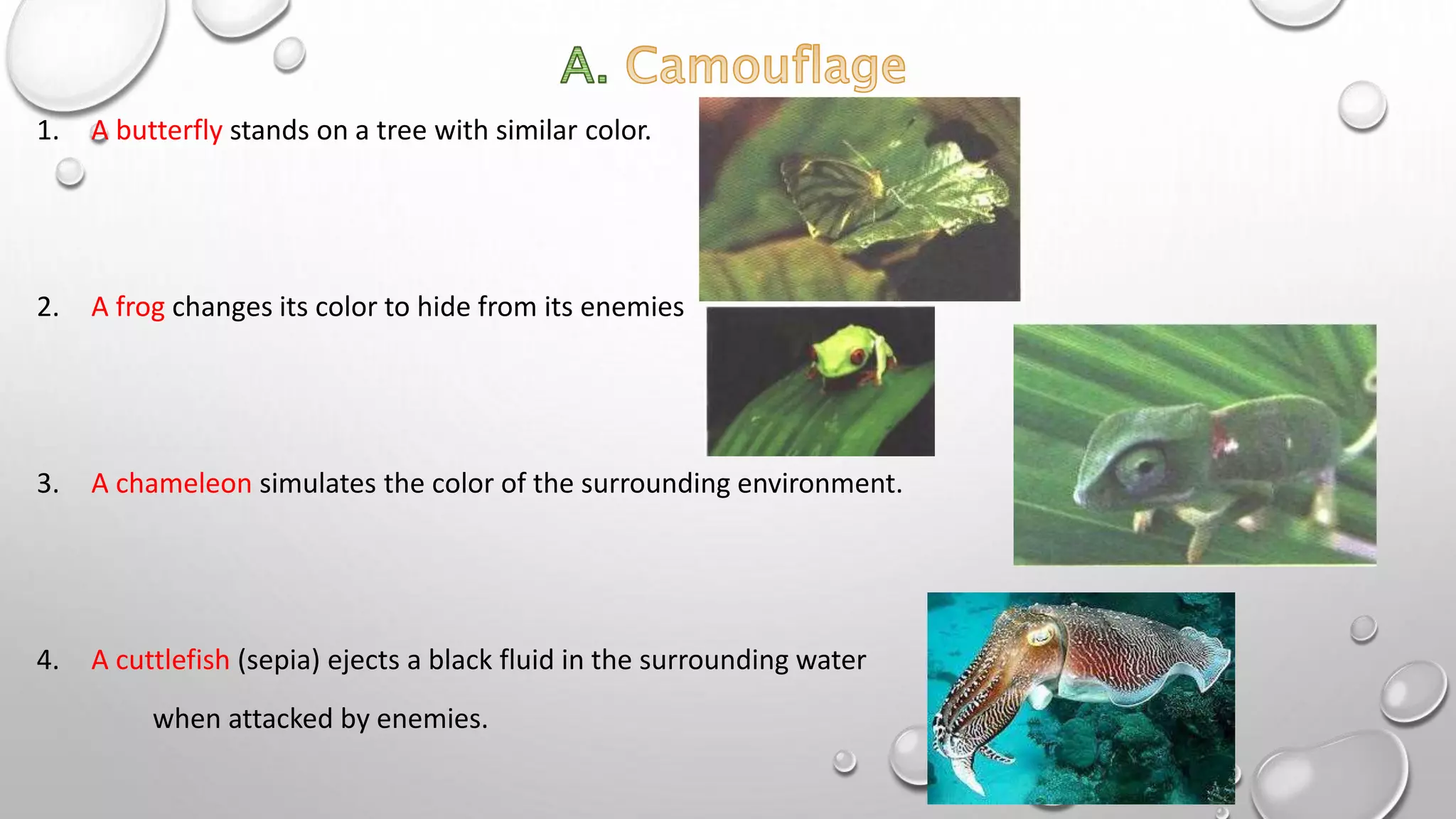 Food relationships among living organisms | PPT