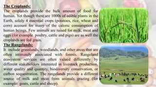 Food resources | PPTX