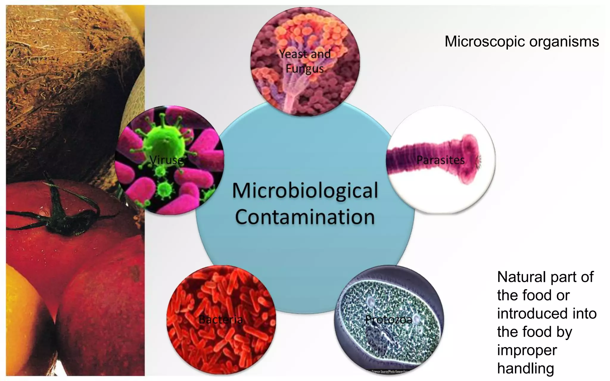 Food sanitation training | PDF