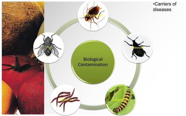 Food sanitation training | PDF