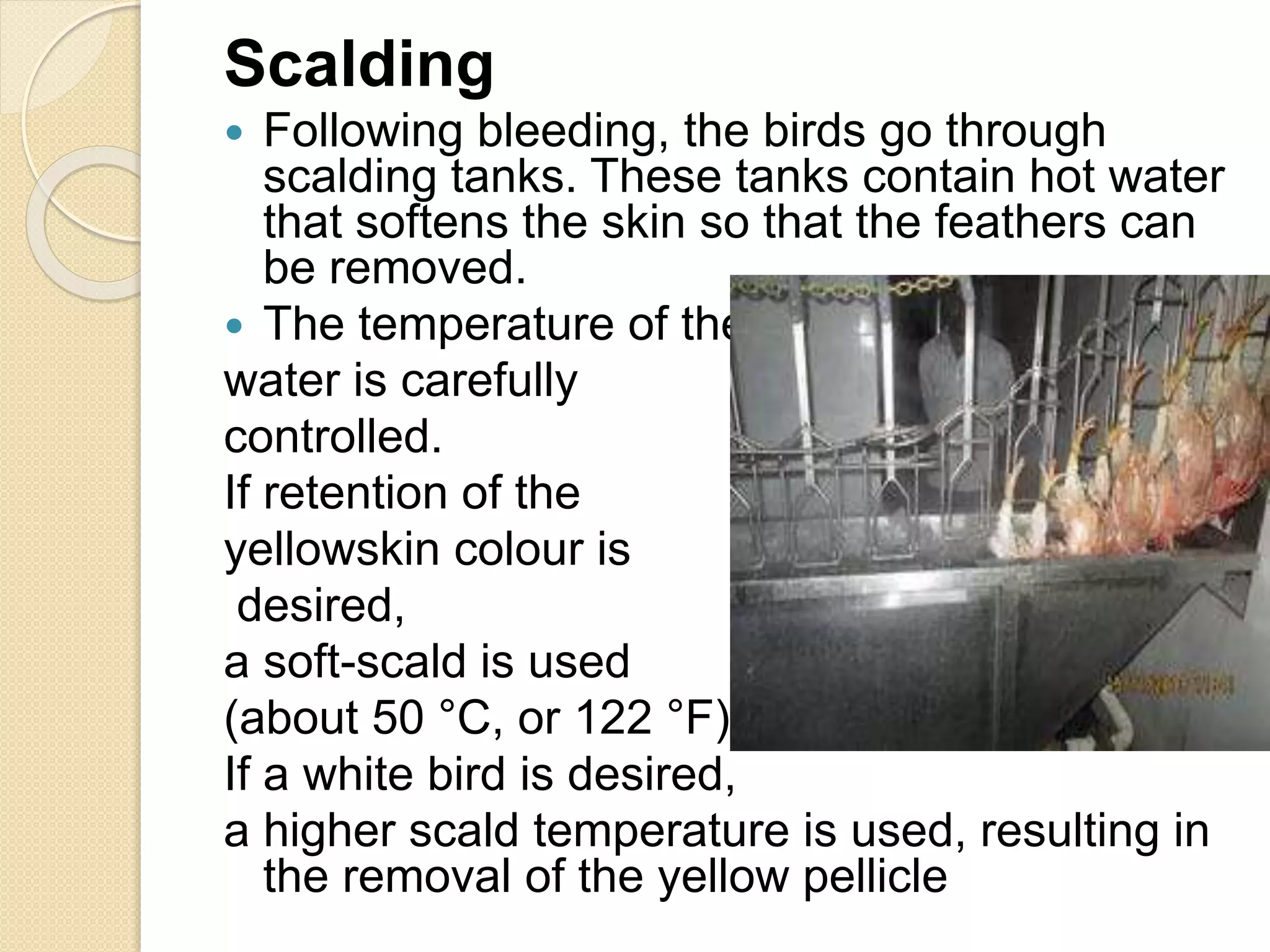 Poultry | PPTX