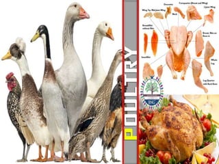 Poultry | PPTX