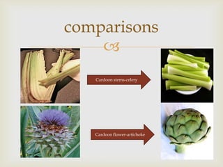 cardoon | PPT