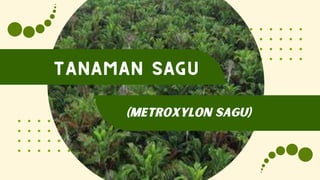 BUDIDAYA TANAMAN SAGU (METROXYLON SAGU) L | PPT