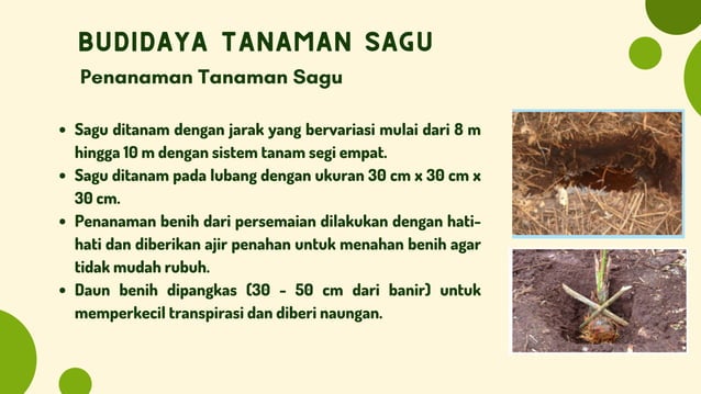 BUDIDAYA TANAMAN SAGU (METROXYLON SAGU) L | PPT