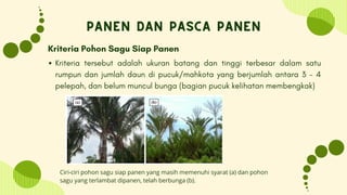 BUDIDAYA TANAMAN SAGU (METROXYLON SAGU) L | PPT