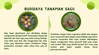 BUDIDAYA TANAMAN SAGU (METROXYLON SAGU) L | PDF
