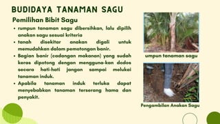 BUDIDAYA TANAMAN SAGU (METROXYLON SAGU) L | PDF