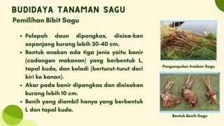 BUDIDAYA TANAMAN SAGU (METROXYLON SAGU) L | PDF