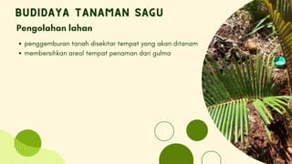 BUDIDAYA TANAMAN SAGU (METROXYLON SAGU) L | PPT