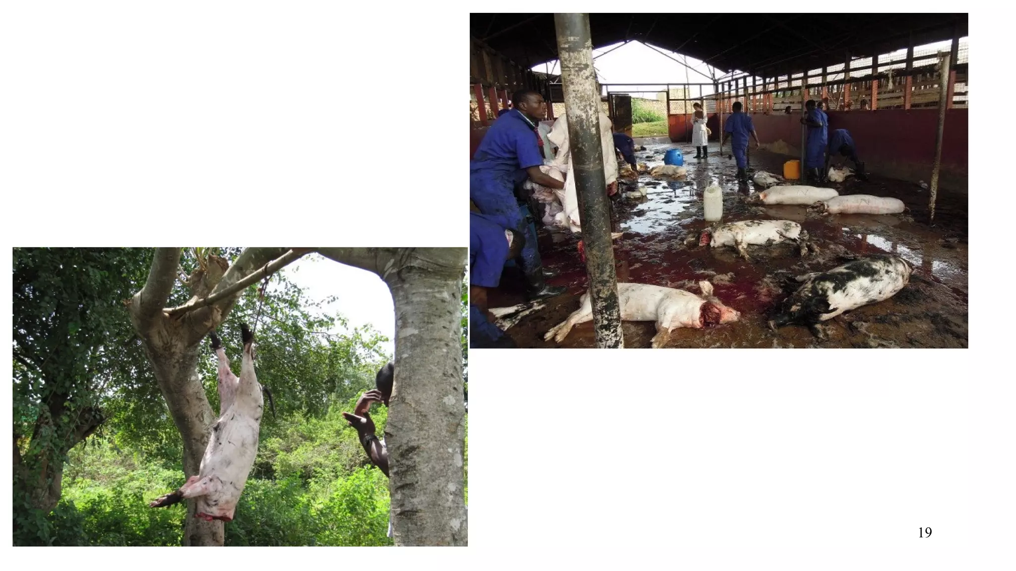 No food security without food safety: Lessons from low- and middle ...