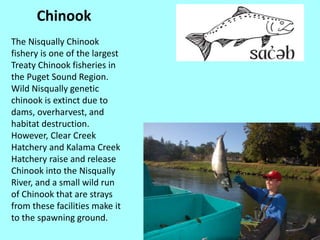 Chinook Indian Food
