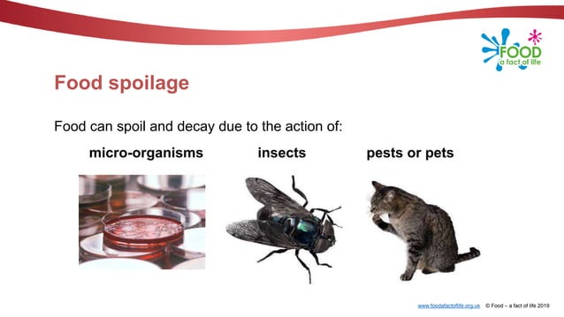 Food Spoilage and causes of food spoilage | PPT